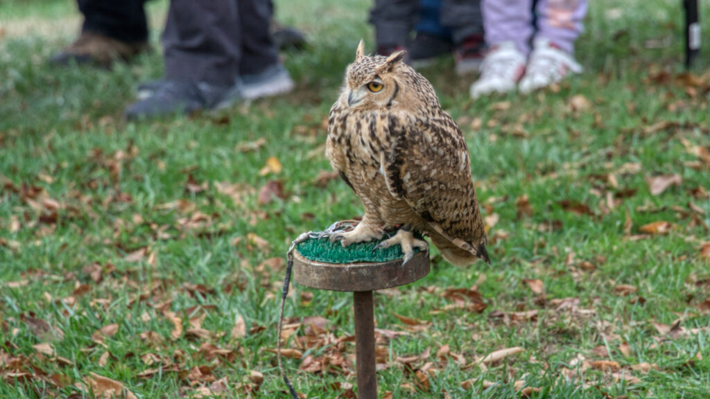 Pictures from 8th Annual Owl Moon Raptor Center Festival - Rare Birds ...